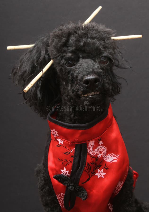 Eastern Inspired Dog with Chopsticks Stock Photo - Image of design ...