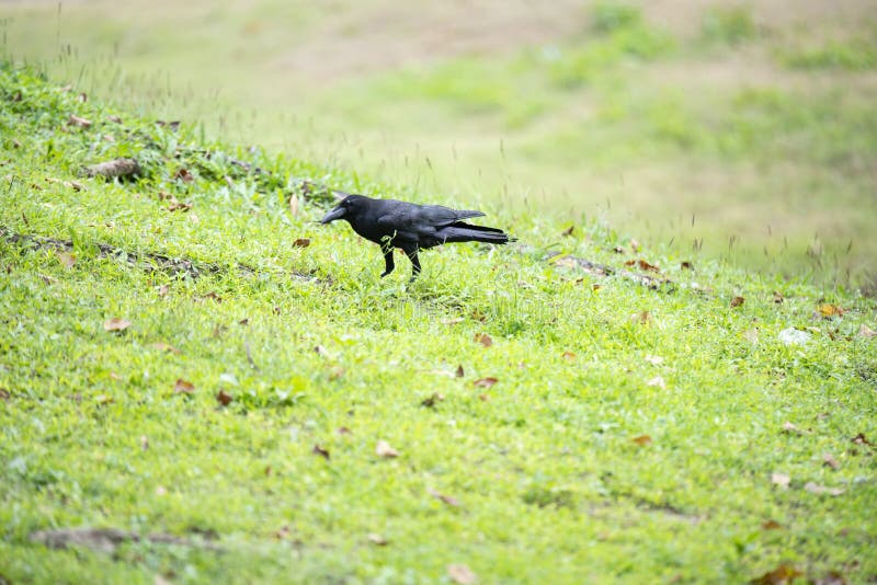 Eastern Jungle Crow stock image. Image of omnivore, scream - 159851651