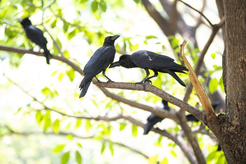 Eastern jungle crow stock image. Image of culmen, bill - 159851967
