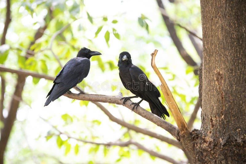 Eastern jungle crow stock photo. Image of jungle, park - 159852056