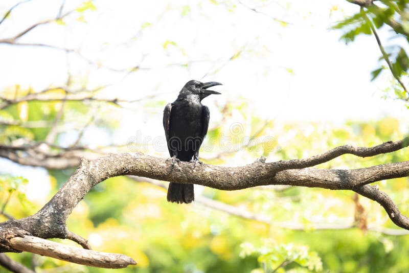 Eastern jungle crow stock image. Image of tree, black - 159851721