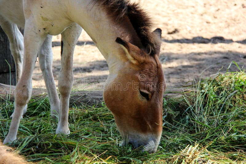 Eastern kiang stock image. Image of beauty, asinus, china - 95953211