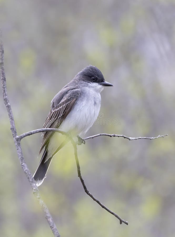 Eastern Kingbird Perched on a Tree in Ottawa, Canada Stock Photo ...
