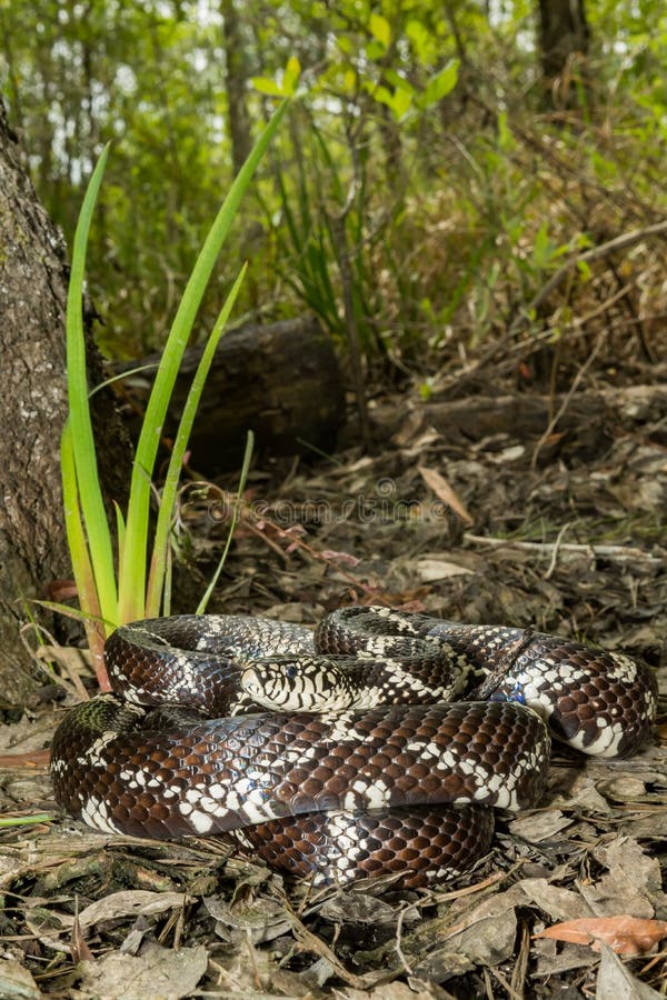 179 Common Kingsnake Stock Photos - Free & Royalty-Free Stock Photos ...