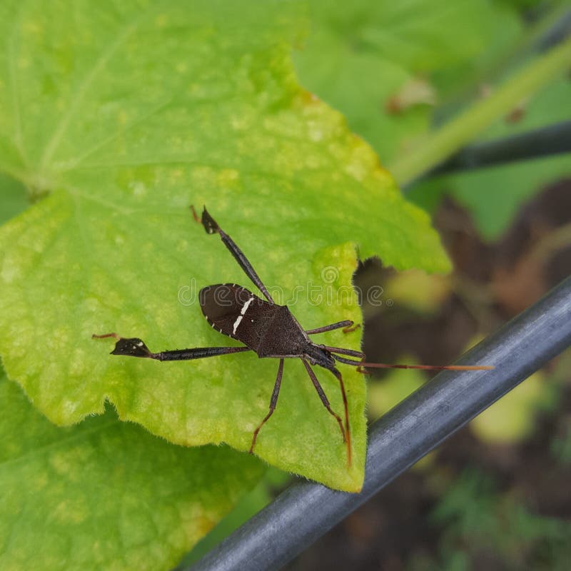 Eastern Leaf-footed Bug on Green Leaf Stock Image - Image of close ...
