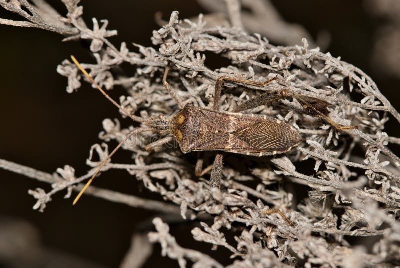 Eastern Leaf Footed Bug (Leptoglossus Phyllopus) Insect on Dead Plant ...