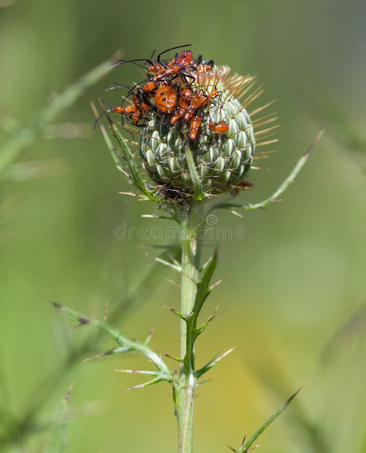 Eastern Leaf Footed Bug Nymphs Stock Image - Image of bugs, insect ...