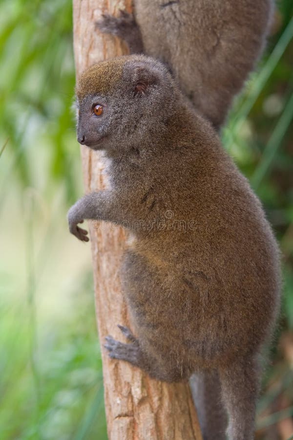Golden Bamboo Lemur stock image. Image of aureus, hapalemur - 7994387