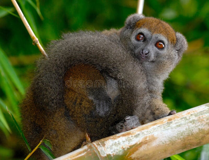 Mouse Lemur stock photo. Image of microcebus, staring - 5400198