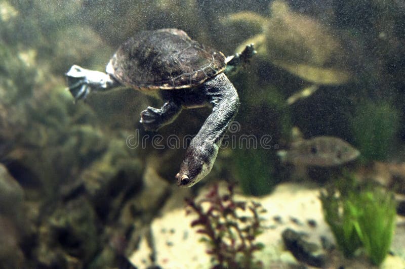 Eastern long-necked turtle stock photo. Image of long - 26932070