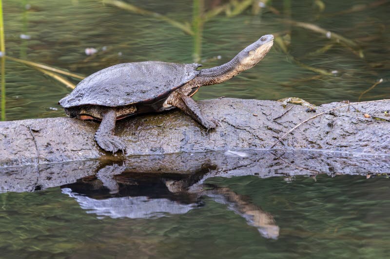 Eastern Long-necked Turtle stock image. Image of basking - 305608509