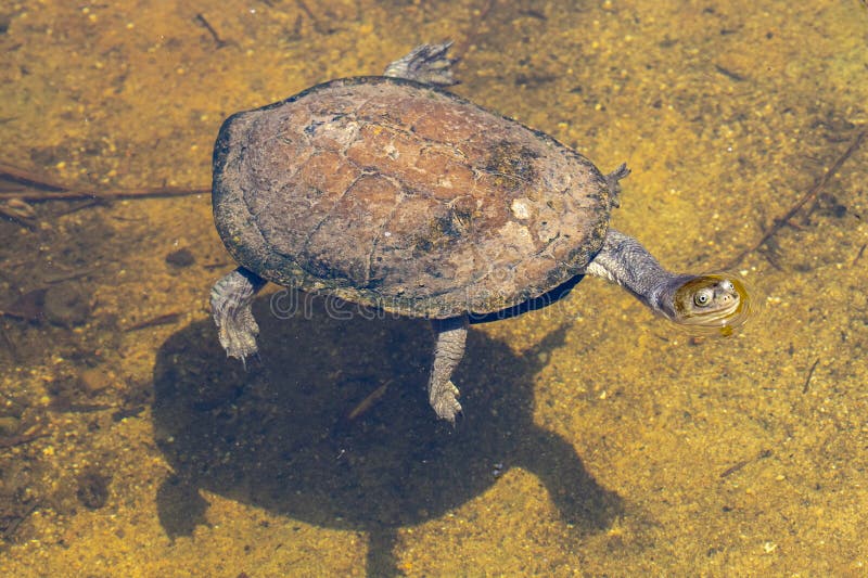 Eastern Long-necked Turtle stock image. Image of nature - 210436281
