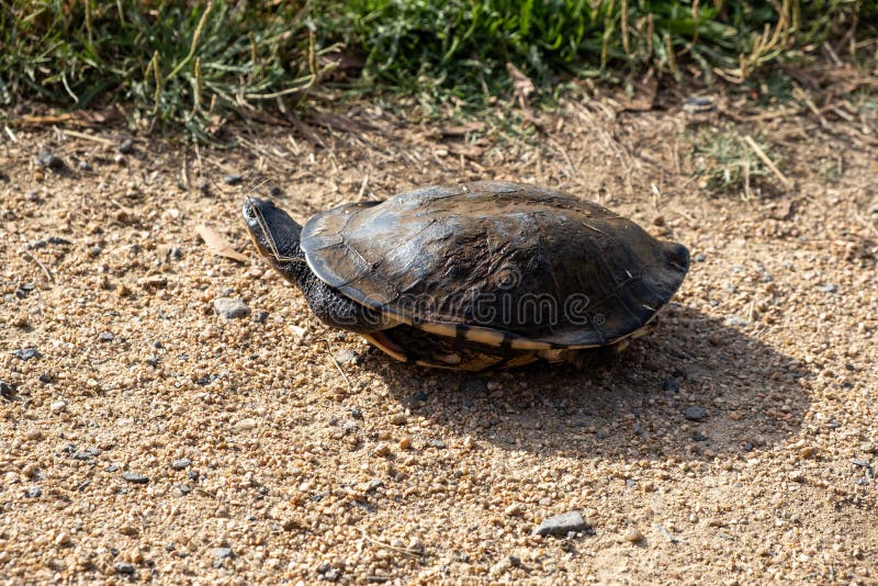 Eastern Long-necked Turtle on the Ground. Stock Photo - Image of ...