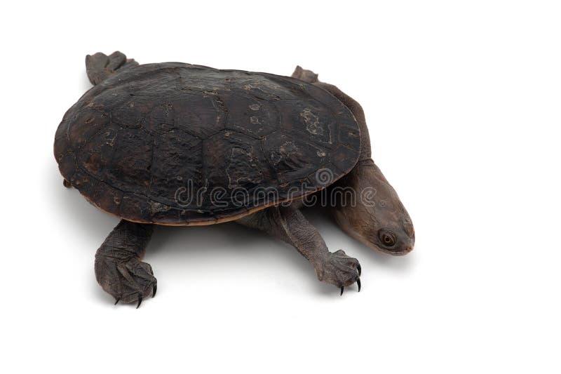 Eastern Long-necked Turtle Isolated on White Bacground Stock Photo ...