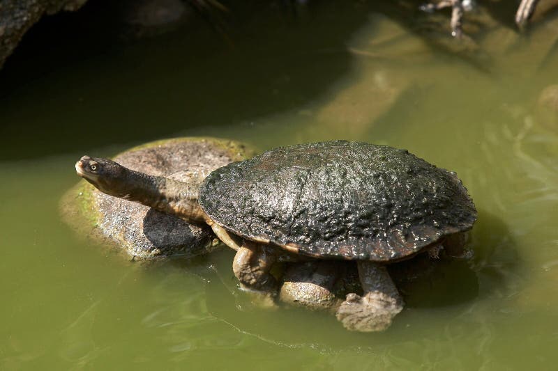 Side-necked turtle stock photo. Image of food, pond, pets - 15605706