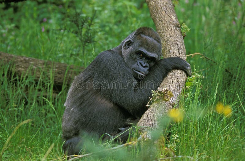 Eastern Lowland Gorilla, Gorilla Gorilla Graueri Stock Photo - Image of ...