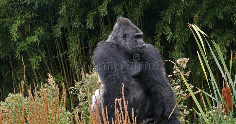 Eastern Lowland Gorilla, Gorilla Gorilla Graueri, Silverback Male Stock ...