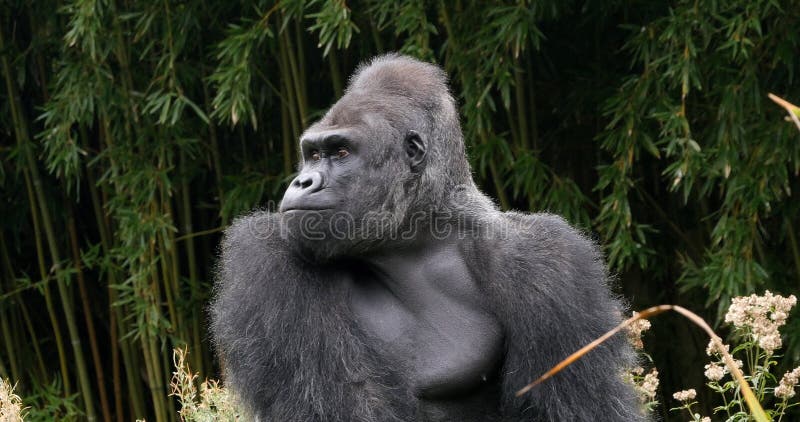 Eastern Lowland Gorilla, Gorilla Gorilla Graueri, Silverback Male Stock ...