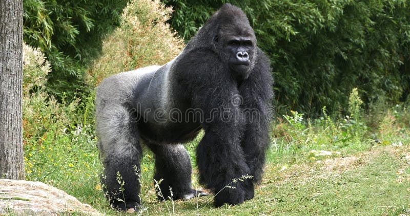 Silverback Eastern Lowland Gorilla in Wildlife Stock Photo - Image of ...