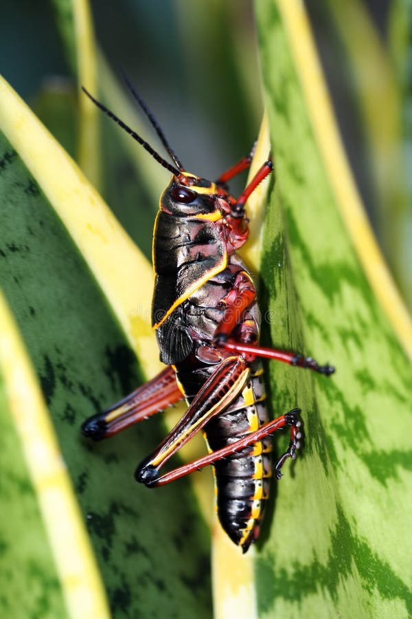 Eastern lubber grasshopper stock image. Image of leaf, pattern - 789537