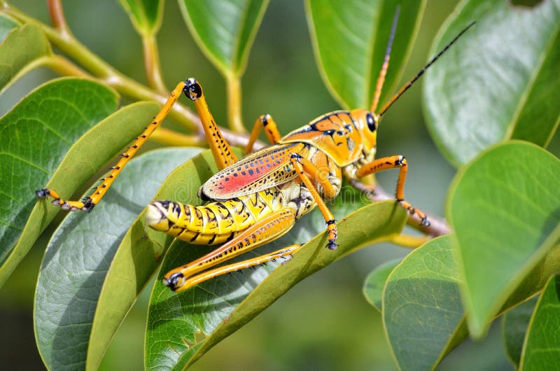 Eastern Lubber Grasshopper stock image. Image of fern - 53194651