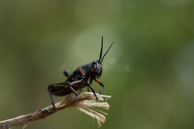 An Eastern Lubber Grasshopper. Stock Photo - Image of pest, wing: 279398408