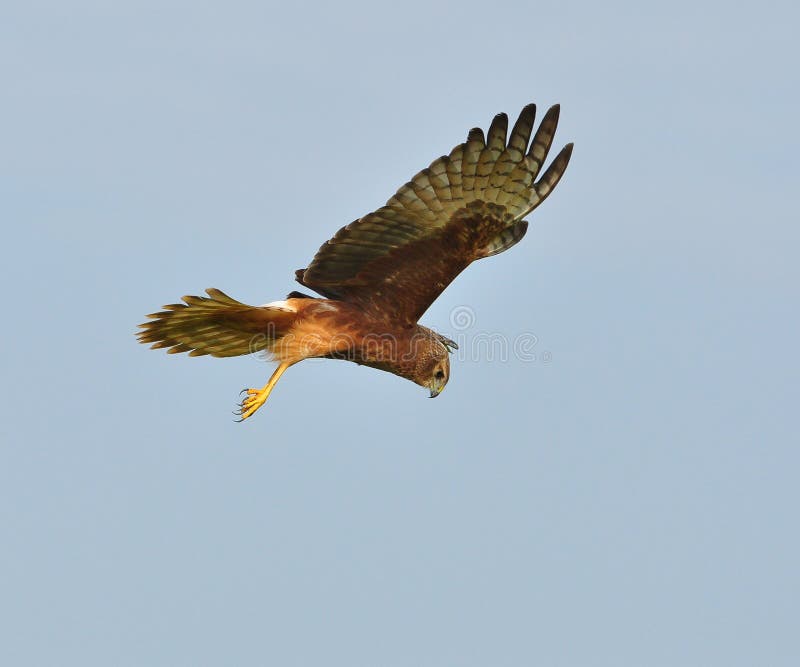Eastern marsh harrier stock photo. Image of eagle, ecology - 45537812