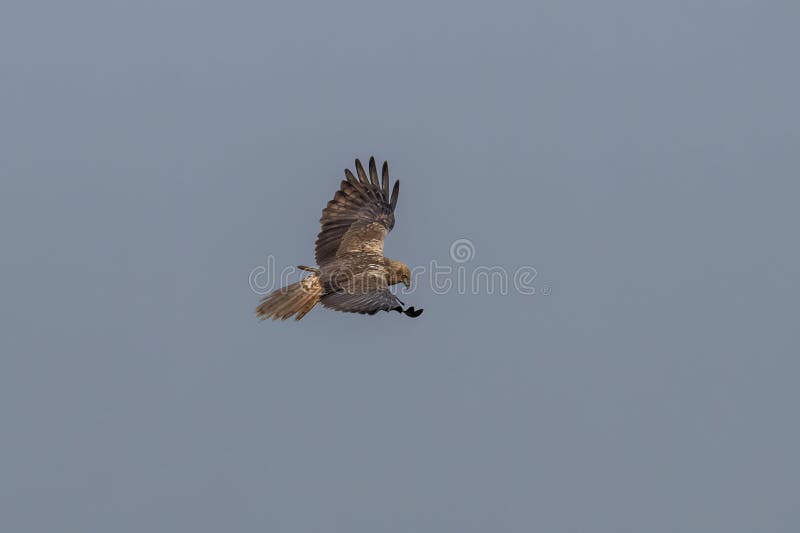 Eastern Marsh Harrier or Circus Spilonotus Observed in Gajoldaba in ...
