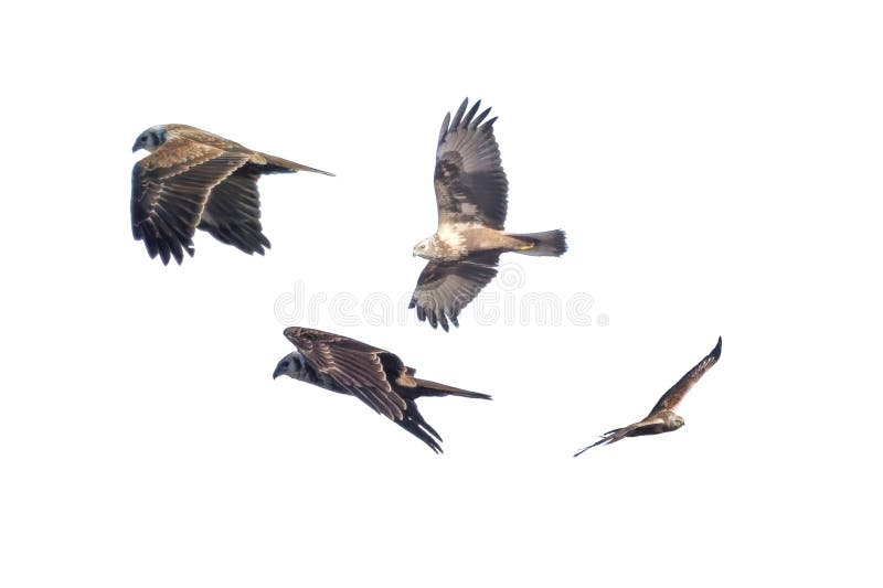 Eastern Marsh Harrier Flight Isolated White Background Stock Photos ...