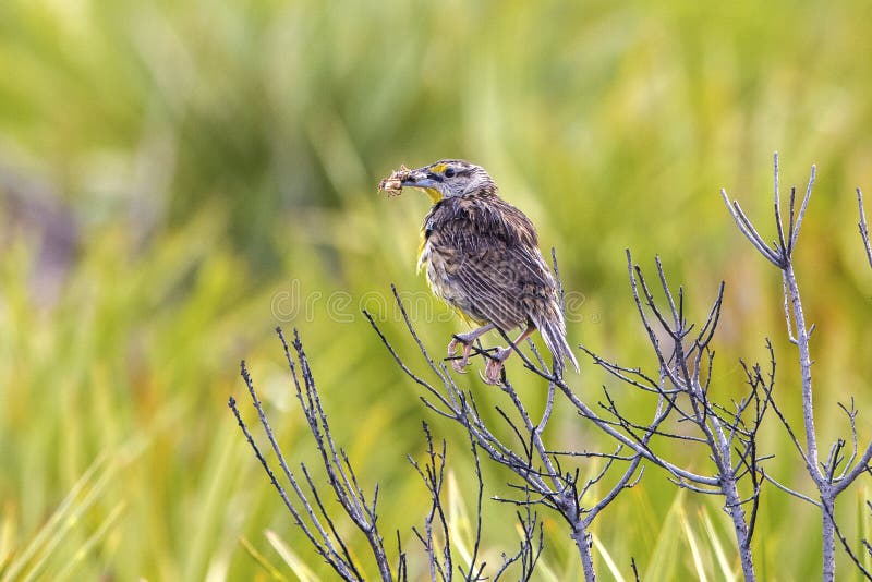 Eastern Meadowlark Eating a Bug Stock Image - Image of nature, songbird ...