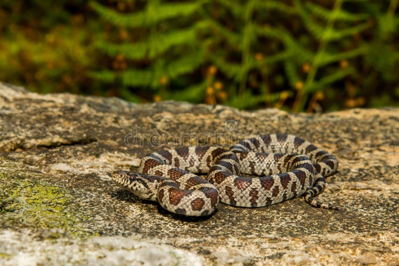 Eastern Milk Snake Stock Photos - Free & Royalty-Free Stock Photos from ...