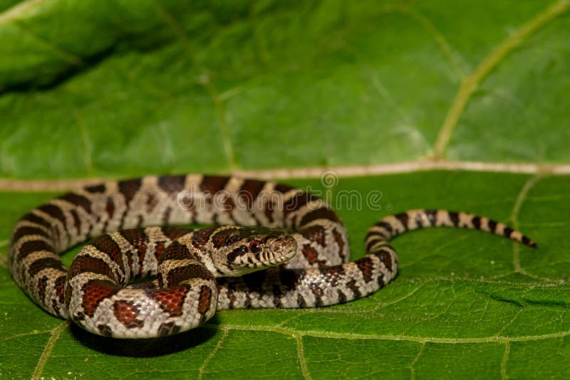 Eastern Milk Snake Stock Photos - Free & Royalty-Free Stock Photos from ...