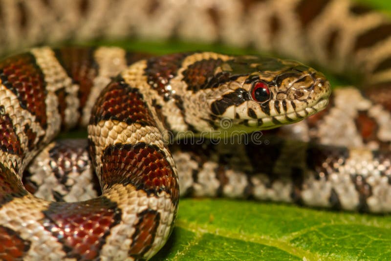 Eastern Milk Snake Stock Photos - Free & Royalty-Free Stock Photos from ...