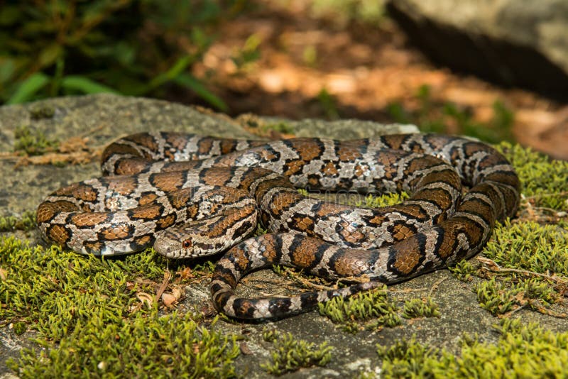 Coiled Timber Rattlesnake stock photo. Image of rattle - 39143592