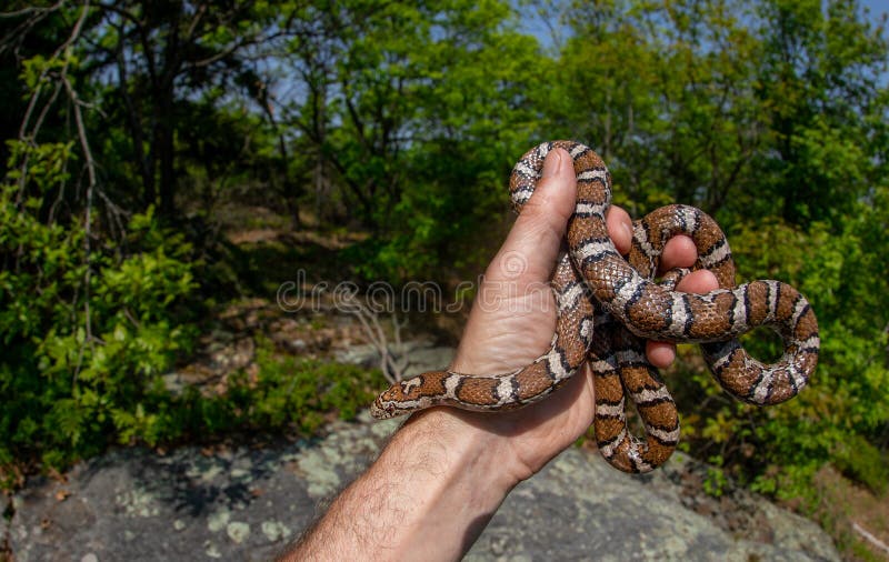 Eastern Milk Snake from Massachusetts Stock Image - Image of ...