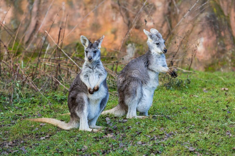 Eastern Mountain Kangaroo - Macropus Robustus Robustus on a Green ...