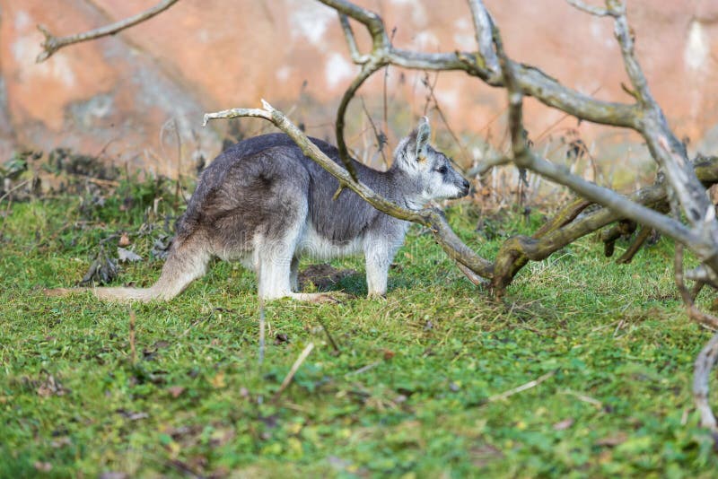 Eastern Mountain Kangaroo - Macropus Robustus Robustus on a Green ...