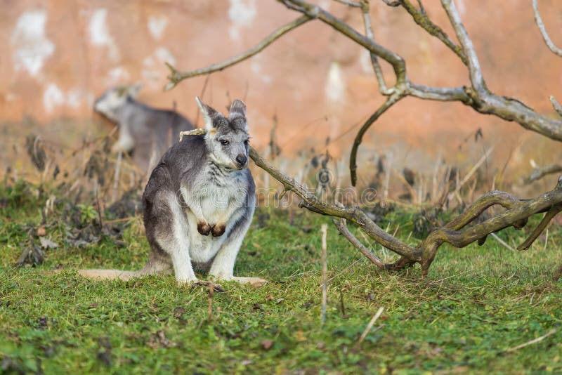 Eastern Mountain Kangaroo - Macropus Robustus Robustus on a Green ...