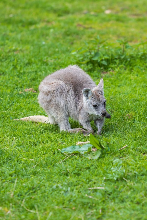Eastern Mountain Kangaroo - Macropus Robustus Robustus on a Green ...
