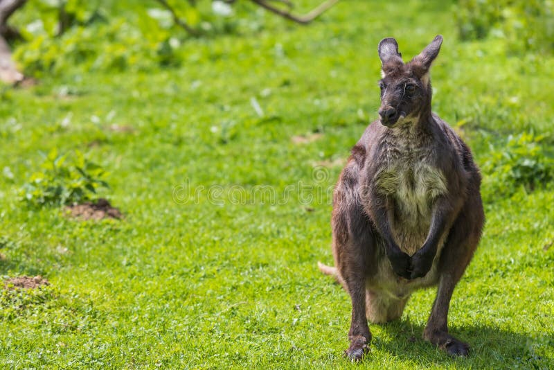 Eastern Mountain Kangaroo - Macropus Robustus Robustus on a Green ...