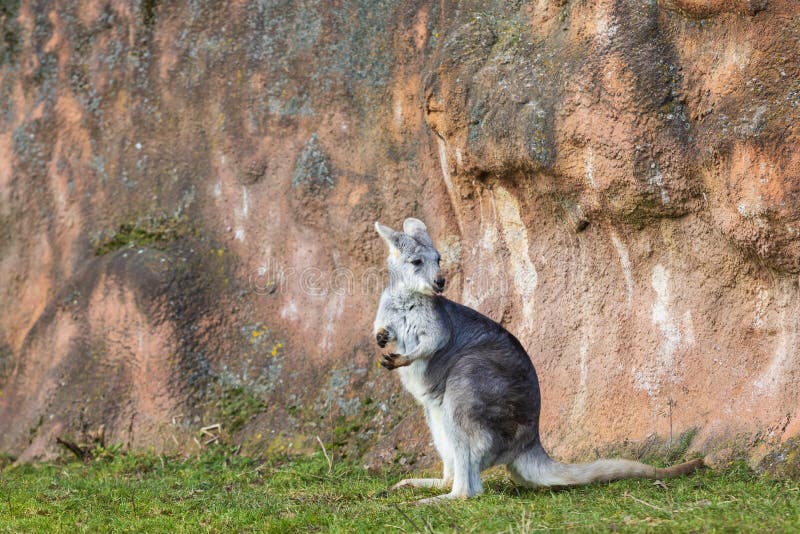 Eastern Mountain Kangaroo - Macropus Robustus Robustus on a Green ...