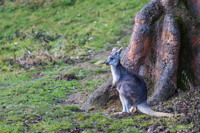 Eastern Mountain Kangaroo - Macropus Robustus Robustus on a Green ...