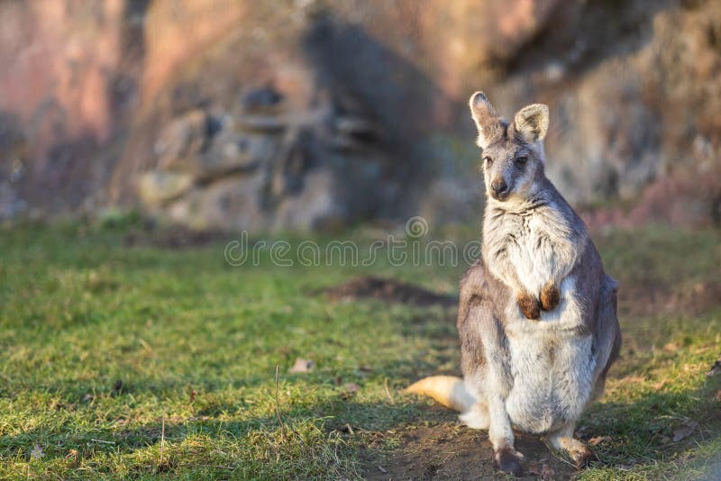 Eastern Mountain Kangaroo - Macropus Robustus Robustus on a Green ...