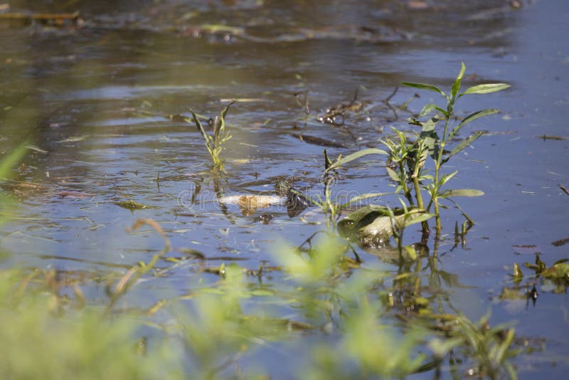 Eastern Mud Turtle and Red-Eared Slider Stock Photo - Image of natural ...