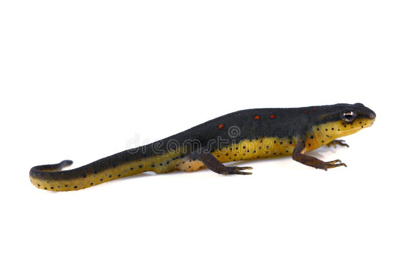 Eastern Newt stock photo. Image of animal, spotted, white - 20415166