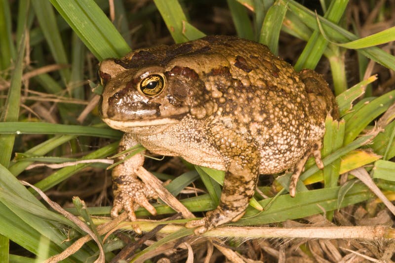 Olive toad calling stock photo. Image of croak, toad - 33633858