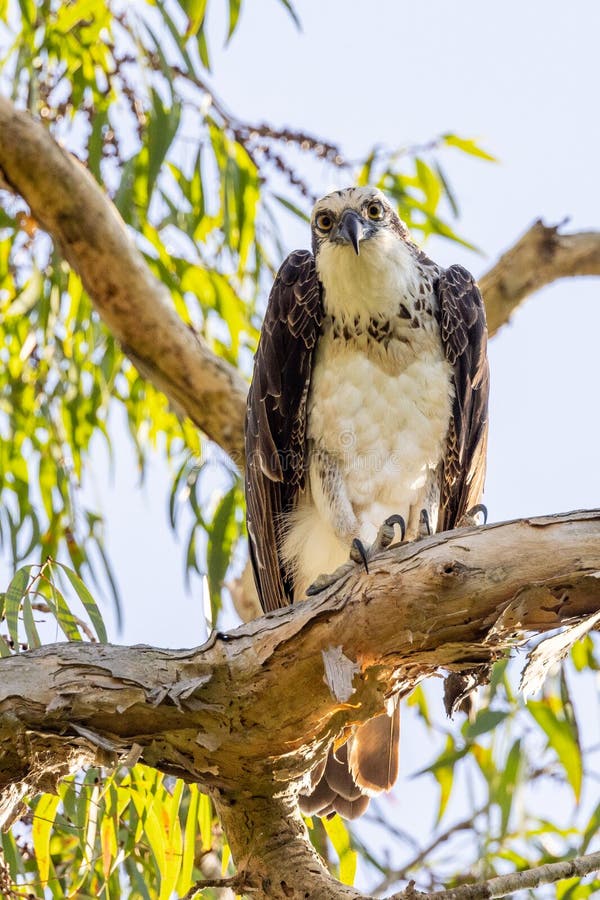 Eastern Osprey in Queensland Australia Stock Photo - Image of bird ...