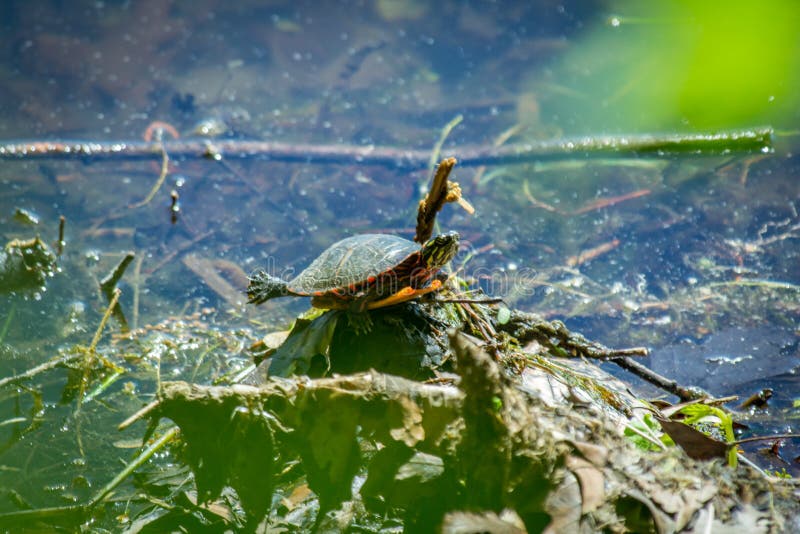Eastern Painted Turtle stock photo. Image of chrysemys - 118906652