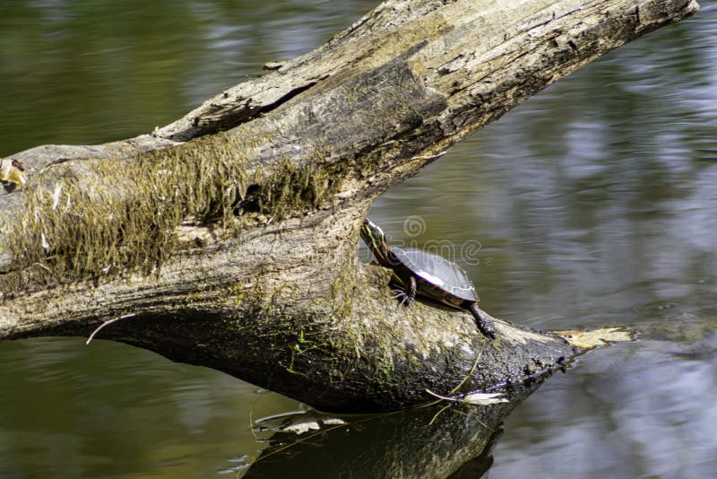 Eastern Painted Turtle on the Tree in the Ottawa River Under the ...
