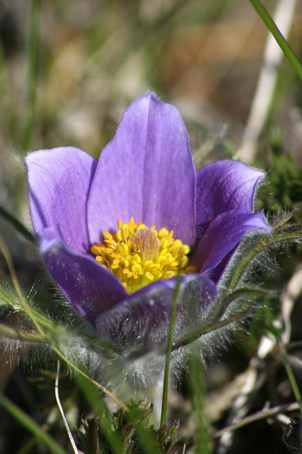 Eastern Pasque Flower stock image. Image of blossom, nature - 22413019